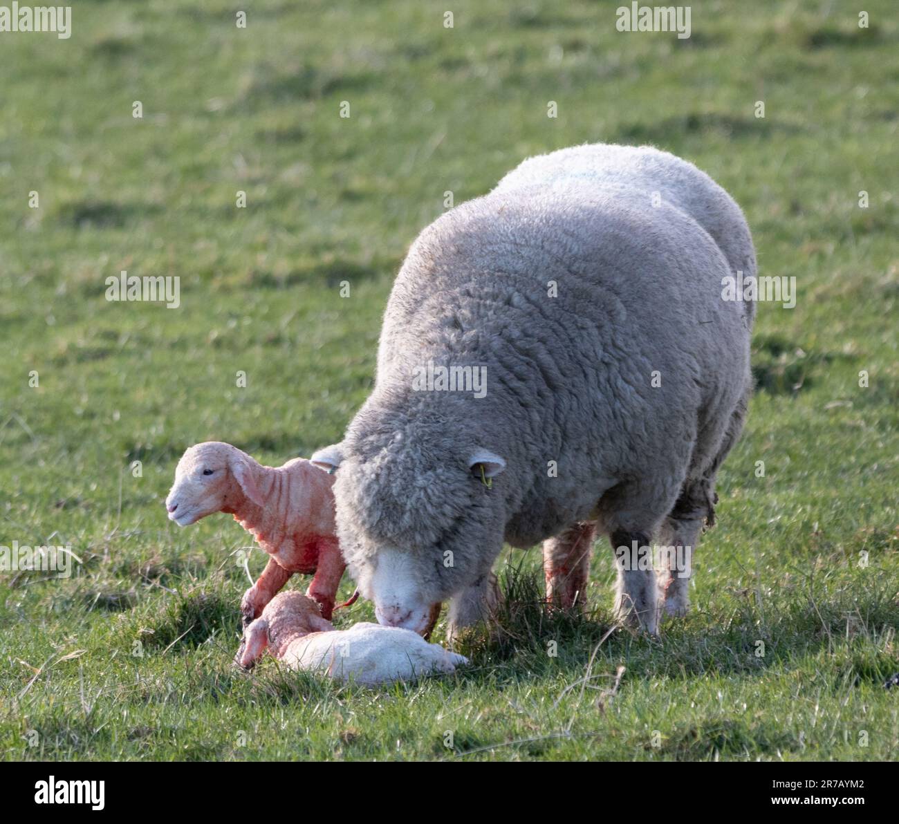 A loving mother sheep giving birth to two adorable lambs in a lush, green field Stock Photo - Alamy