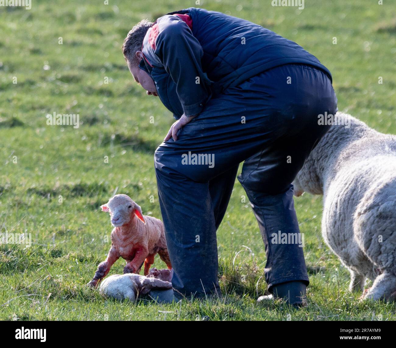 A mother sheep giving birth to two lambs in a rural green pasture, with ...
