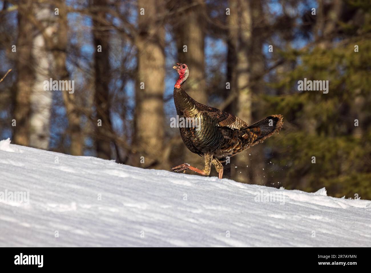 Jake turkey on a snowy ridge in northern Wisconsin Stock Photo - Alamy