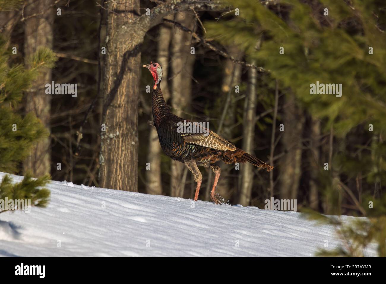Jake turkey on a snowy ridge in northern Wisconsin Stock Photo - Alamy