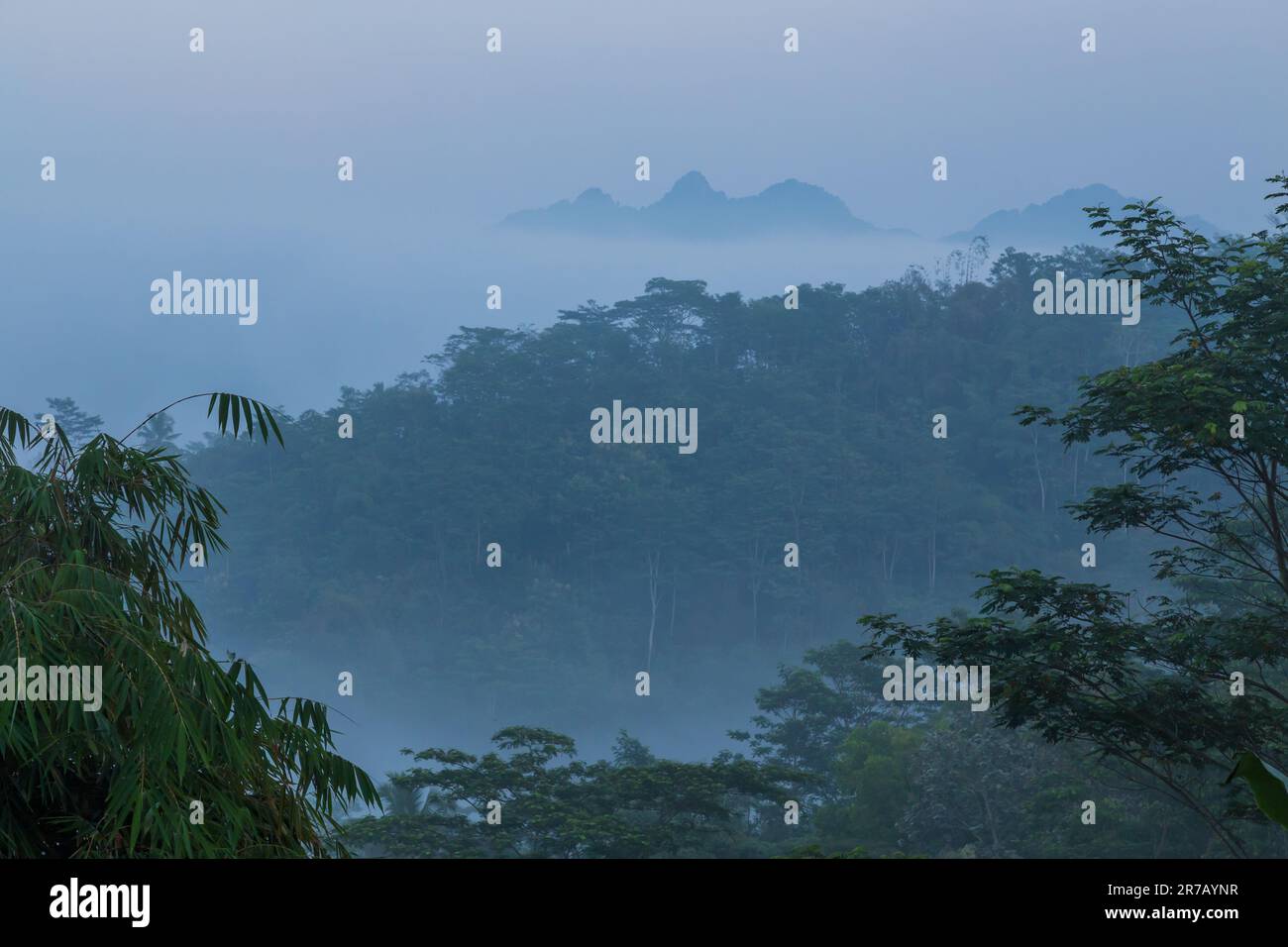 View of tropical rainforest. North Laos. Southeast Asia Stock Photo - Alamy