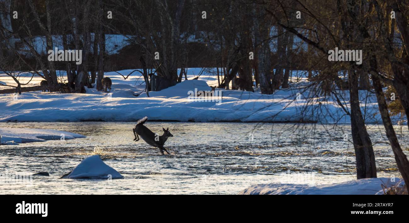 White-tailed doe running across the Chippewa River in northern ...
