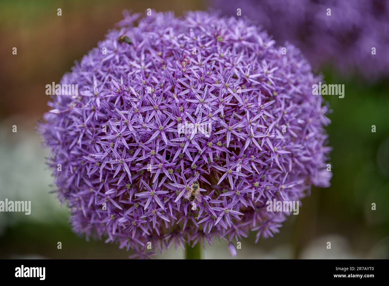 Purple giant garlic blossom Allium giganteum Stock Photo - Alamy