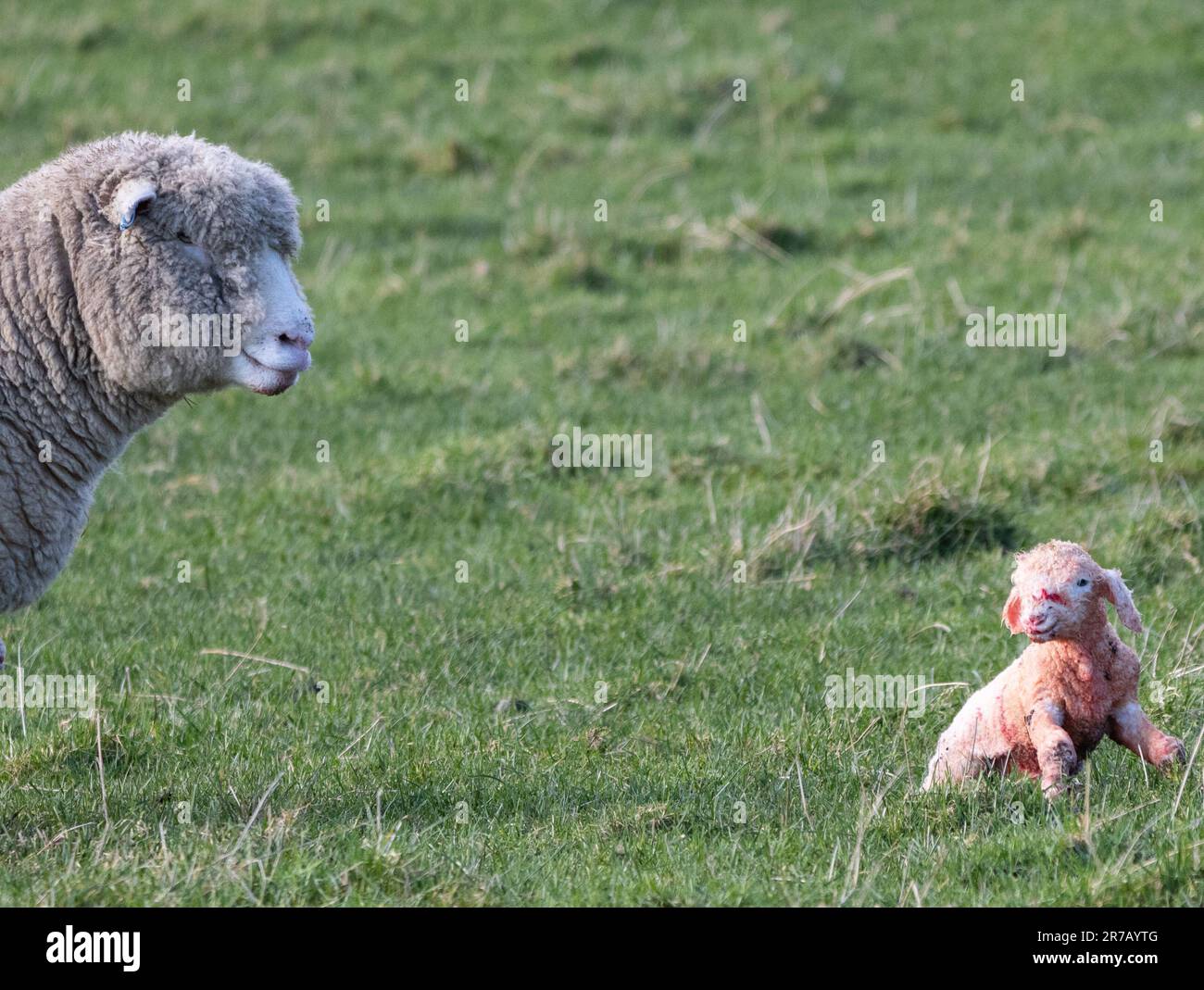 A mother sheep giving birth to twin lambs in the green field Stock Photo - Alamy