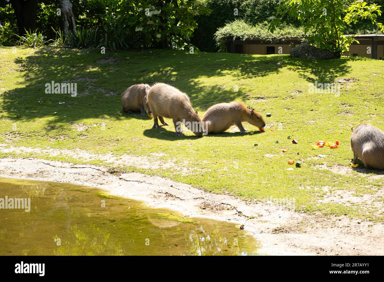 South america brazil capybaras hi-res stock photography and images - Alamy