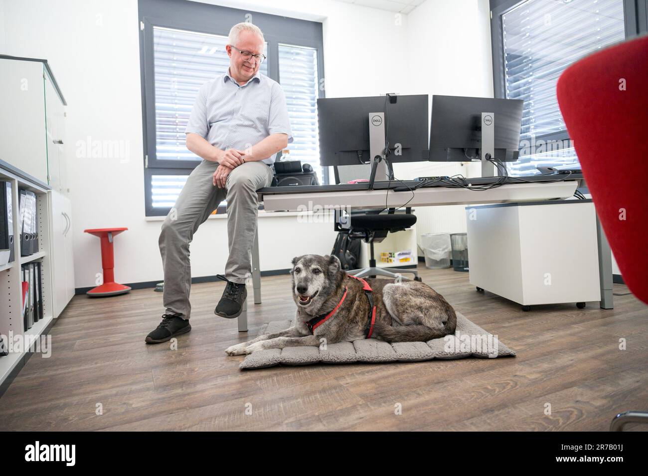 14 June 2023, Saarland, Saarbrücken: Dog Peppa is lying on the floor in ...