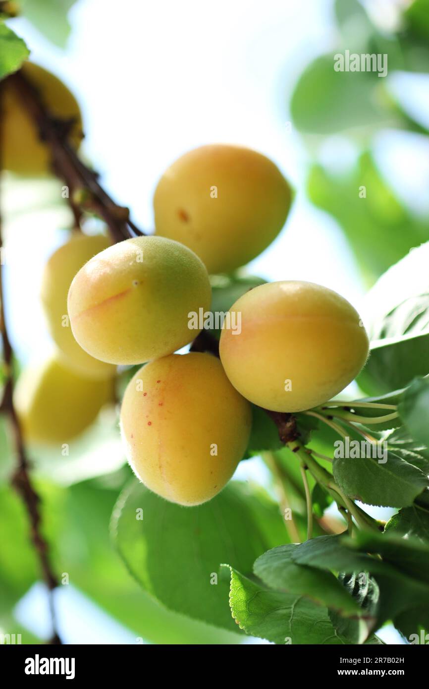 A bunch of natural apricots Stock Photo - Alamy