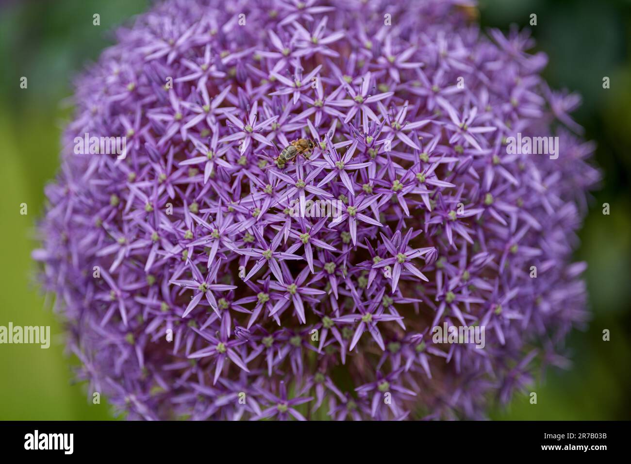 Purple giant garlic blossom Allium giganteum Stock Photo - Alamy