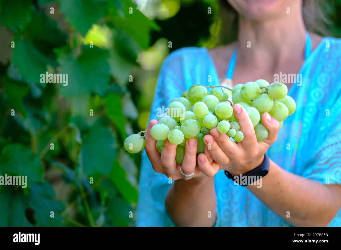 The young woman shows a heap of white grapes harvested by herself in a ...