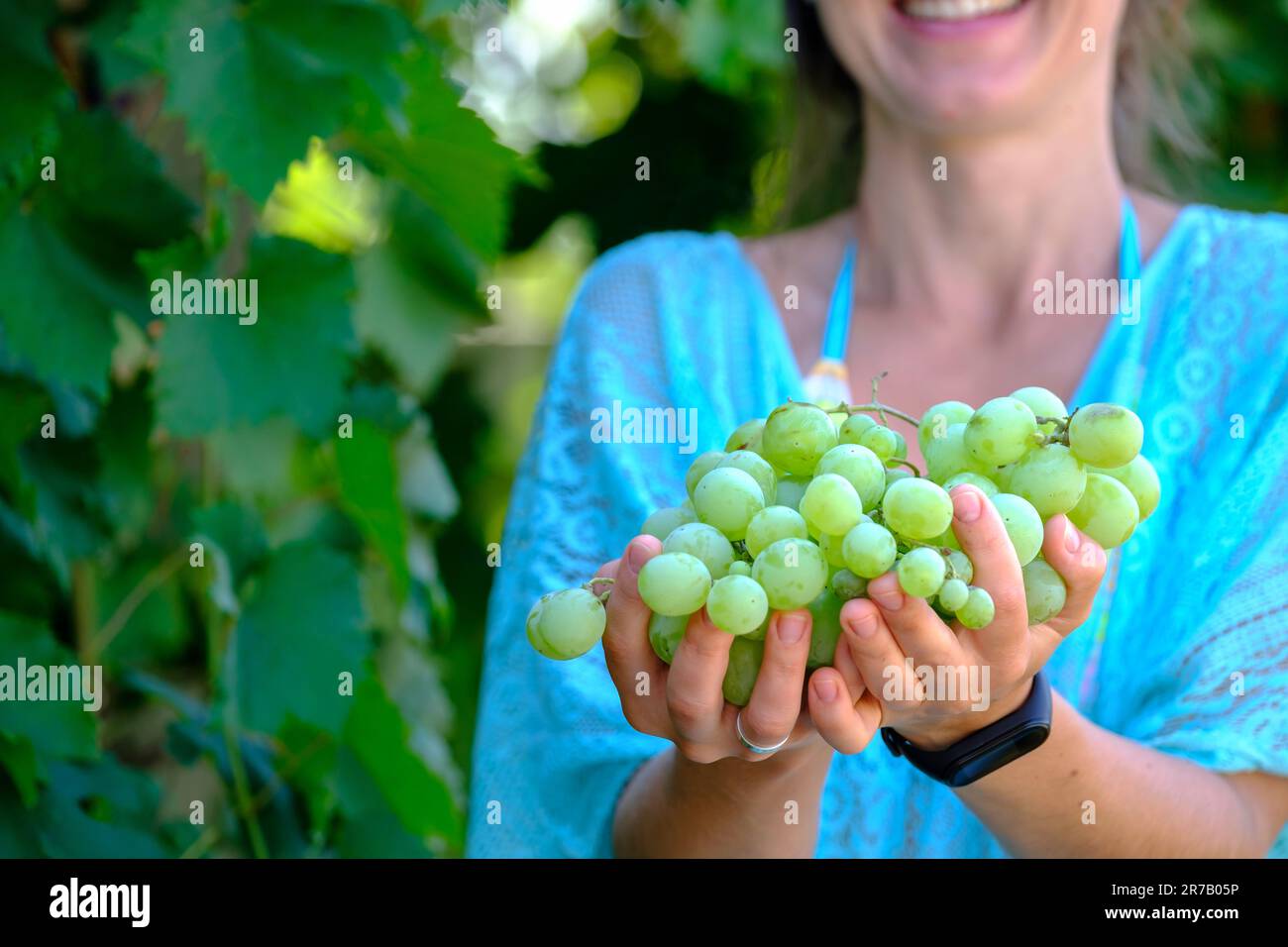 Happy Woman holding green grapes. Hands with cluster of white grapes, farming and wine-making ...