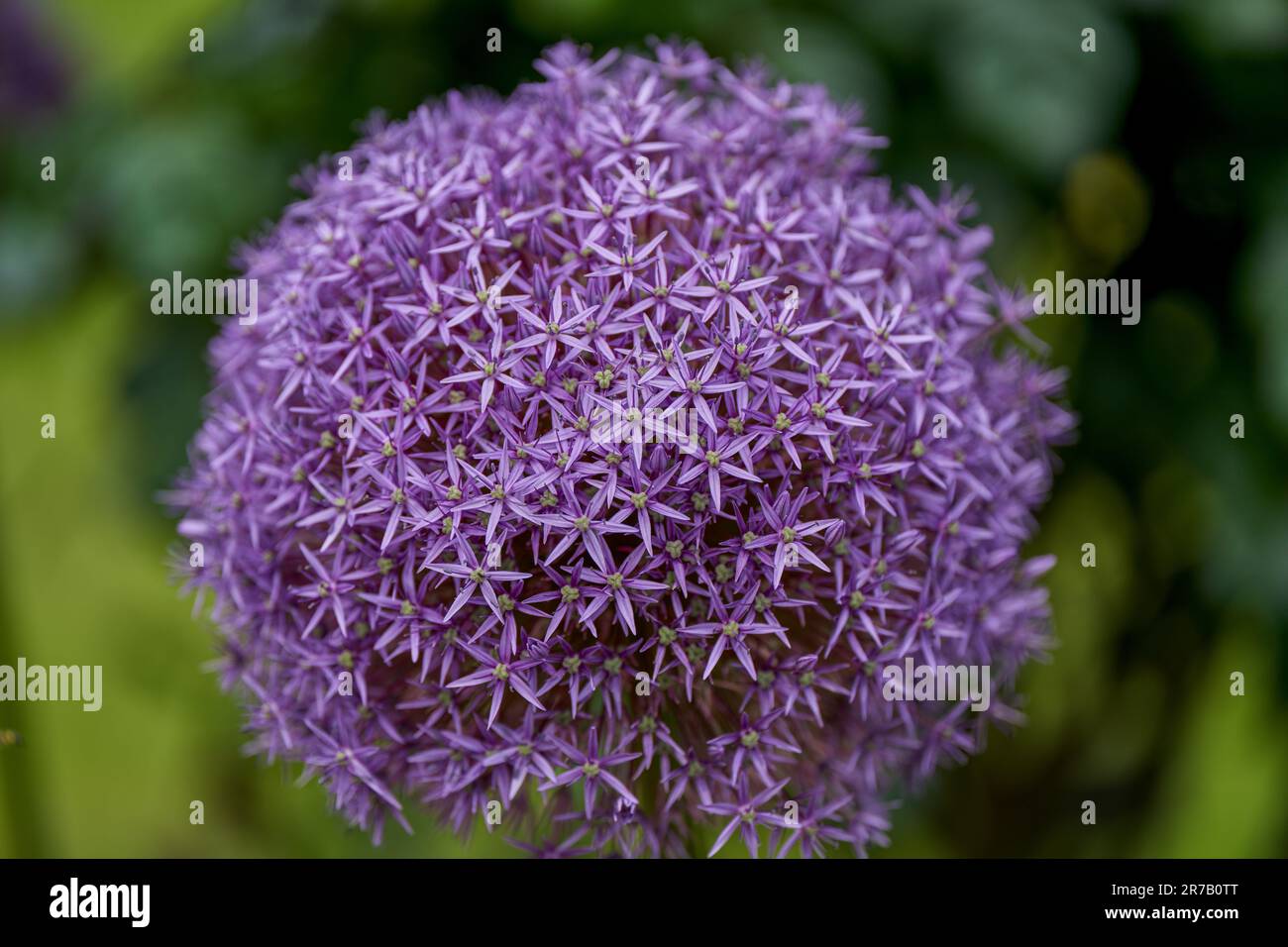 Purple giant garlic blossom Allium giganteum Stock Photo - Alamy