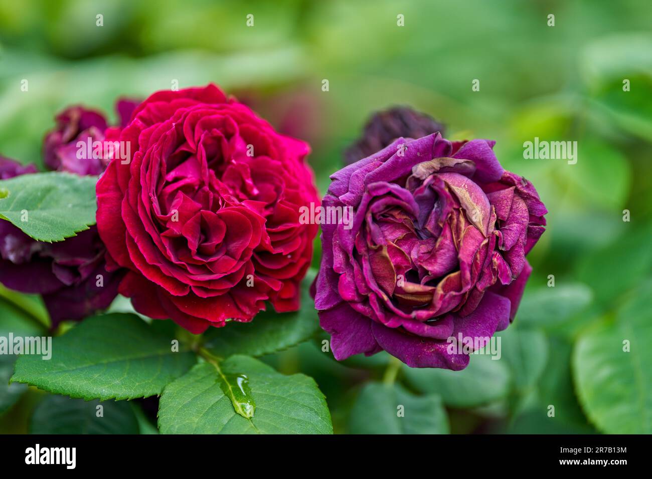 Perishing purple rose Stock Photo - Alamy