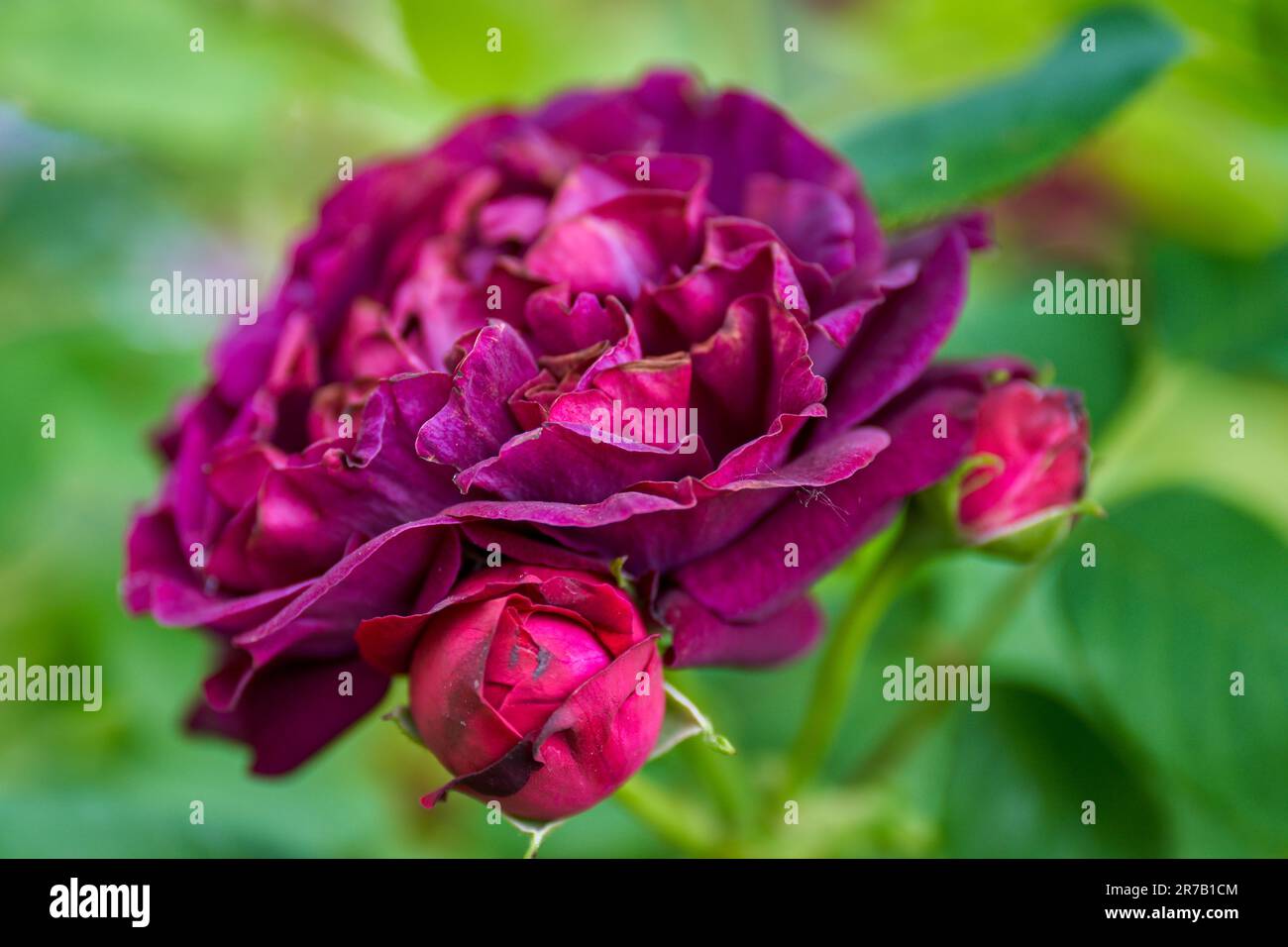 Perishing purple rose Stock Photo - Alamy