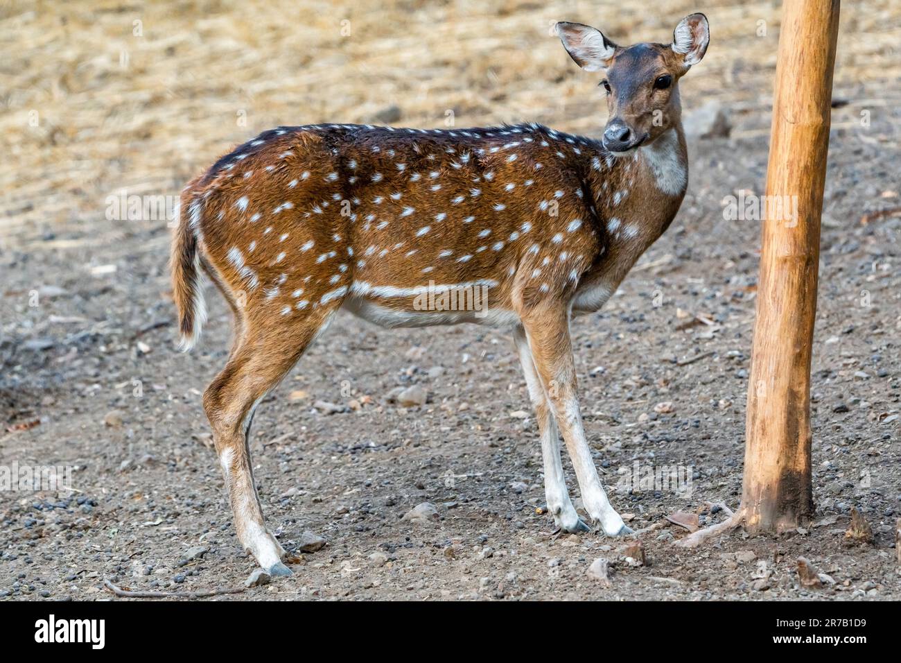 A wild Spotted deer (Chital deer) standing in a forest glade Stock ...