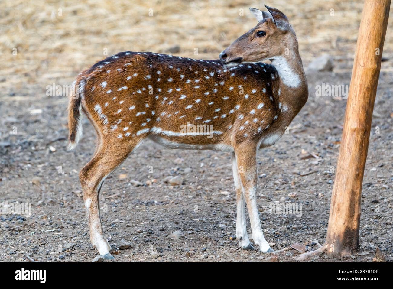 A wild Spotted deer (Chital deer) standing in a forest glade Stock ...
