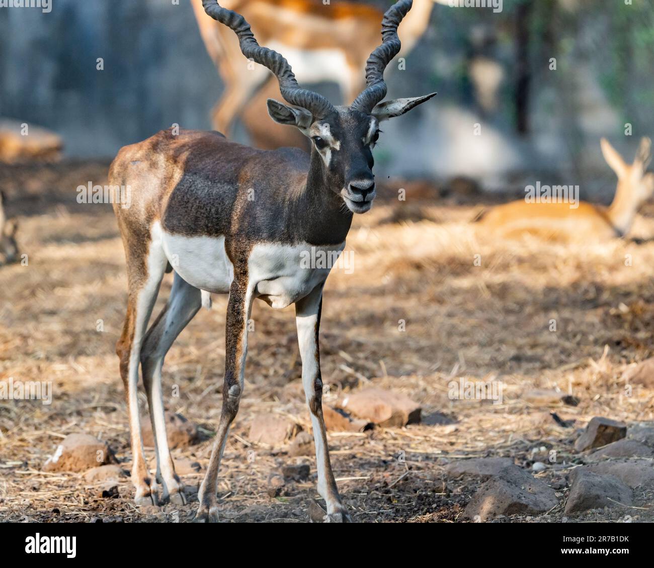 An African antelope standing in a rocky area surrounded by a sandy dirt ...
