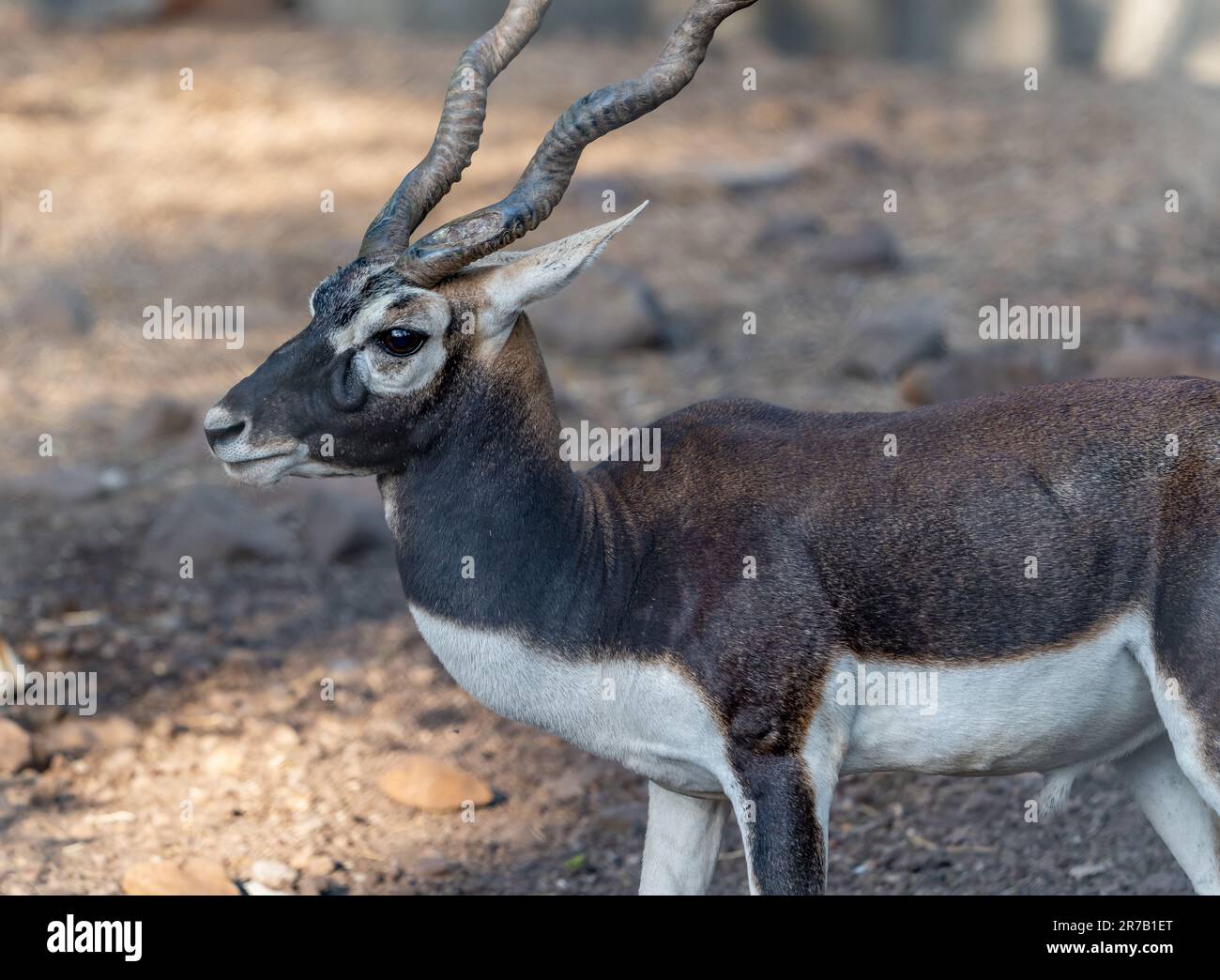 A lone antelope standing atop a rocky terrain, surveying the area Stock ...