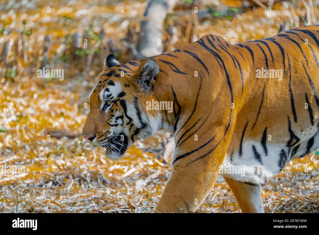 A large Bengal tiger walking across some grass and rocks Stock Photo ...