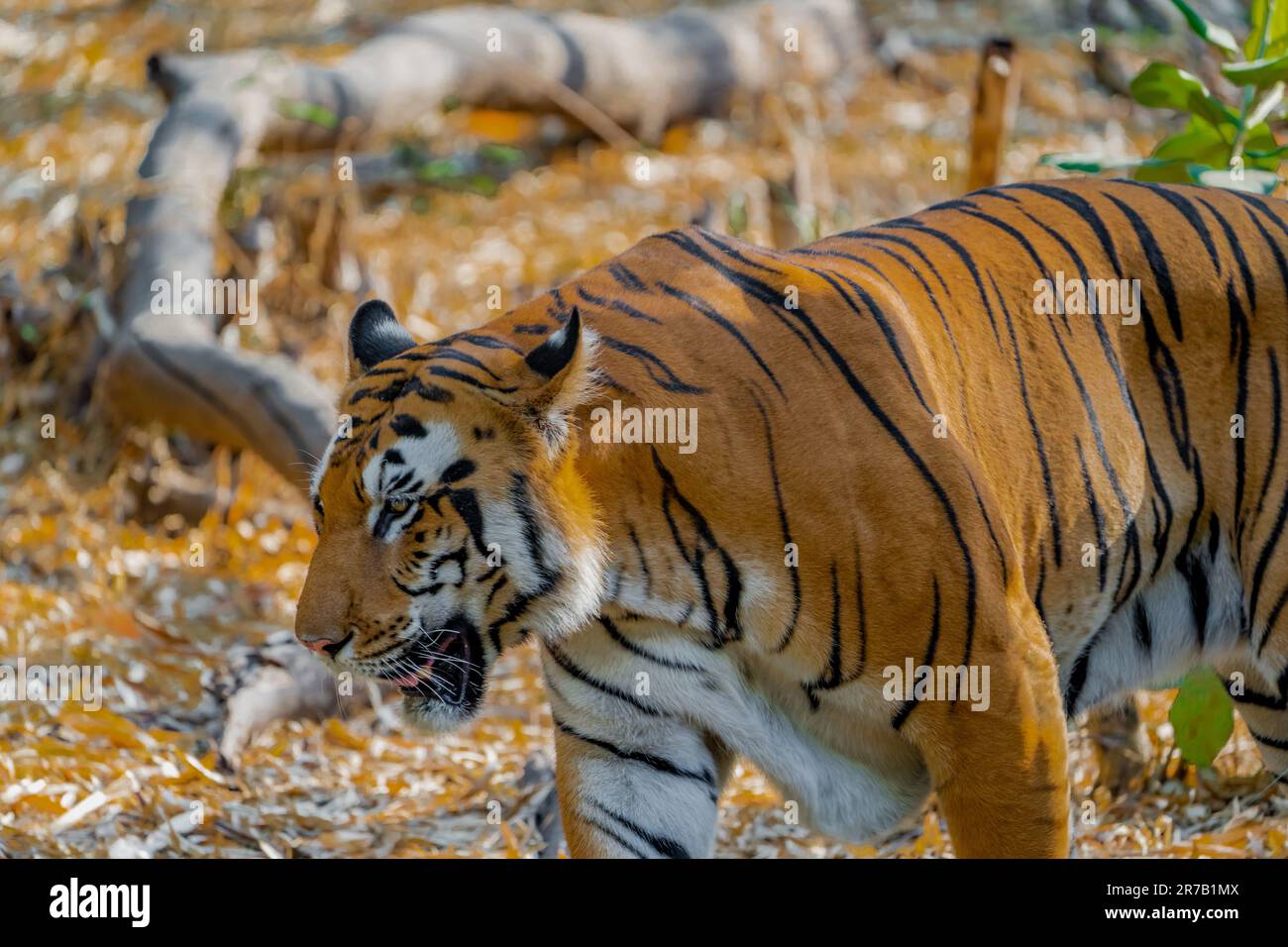 A large Bengal tiger walking across some grass and rocks Stock Photo ...