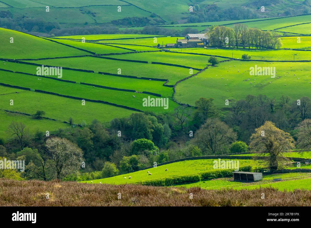 Summer landscape with trees at Abney Low near Abney in the Peak ...