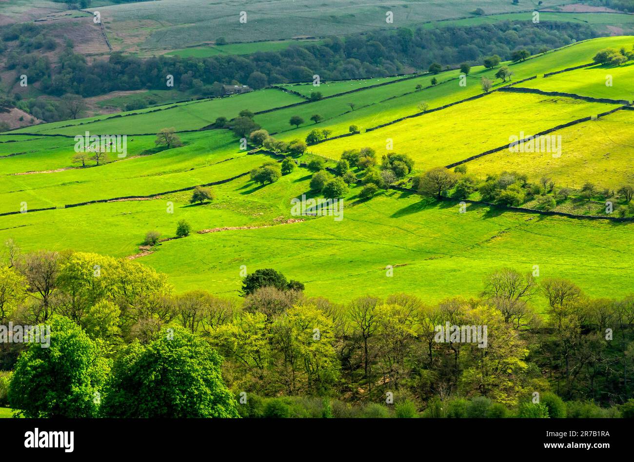 Summer landscape with trees at Abney Low near Abney in the Peak ...