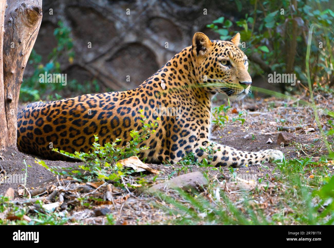 A beautiful and majestic leopard laying in a natural grassy setting ...