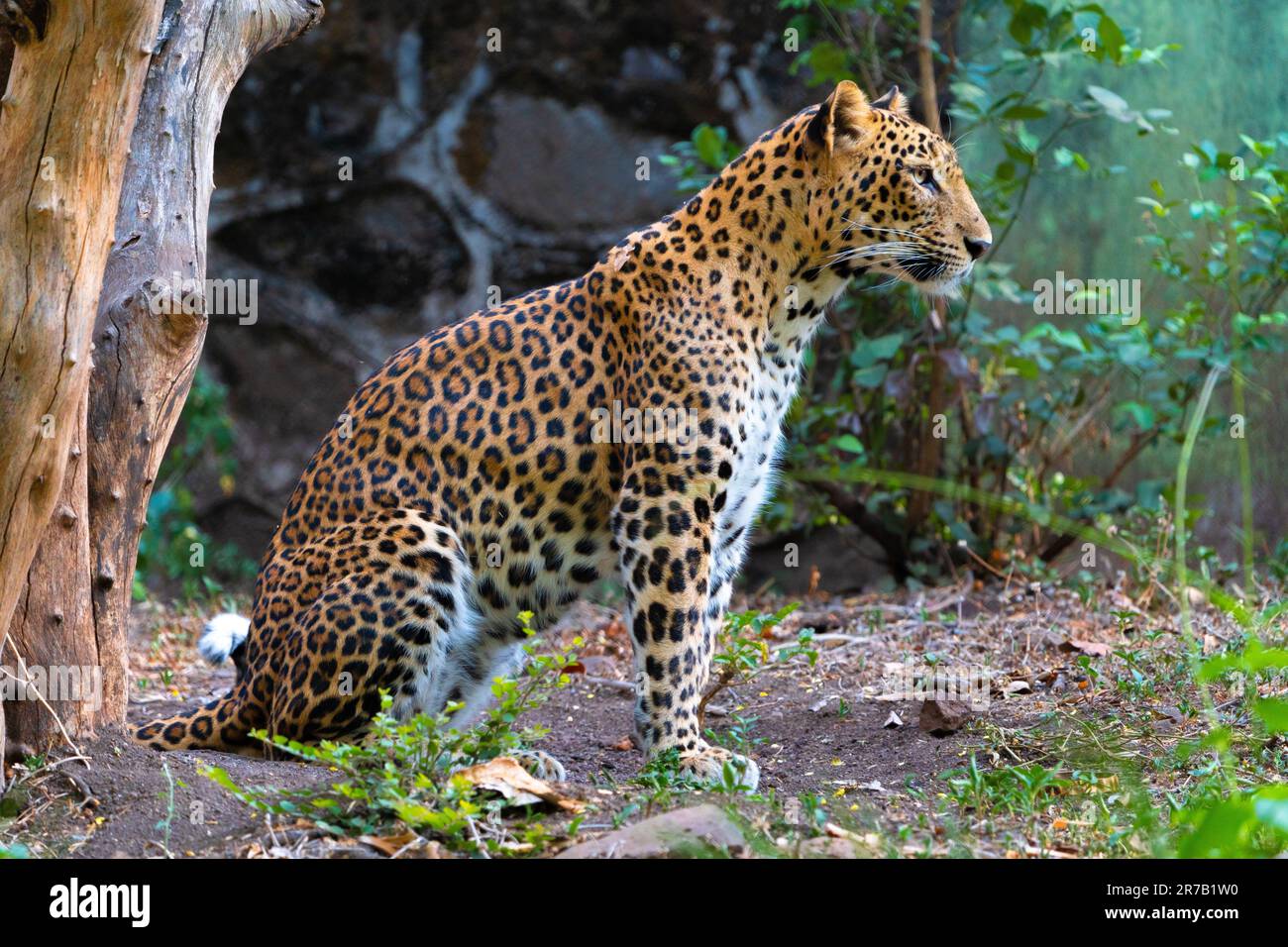 A beautiful and majestic leopard sitting in a natural grassy setting ...