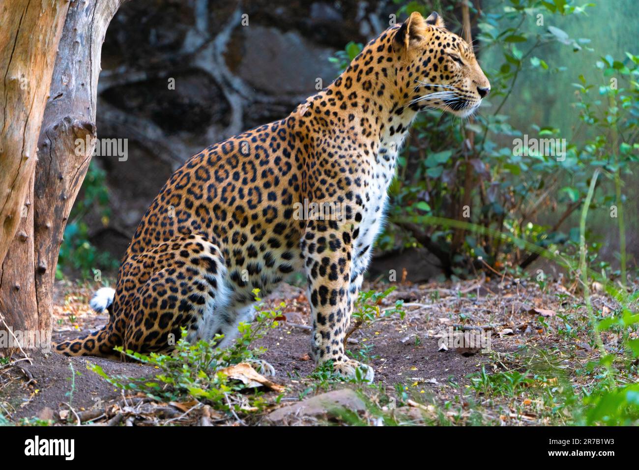A beautiful and majestic leopard sitting in a natural grassy setting ...