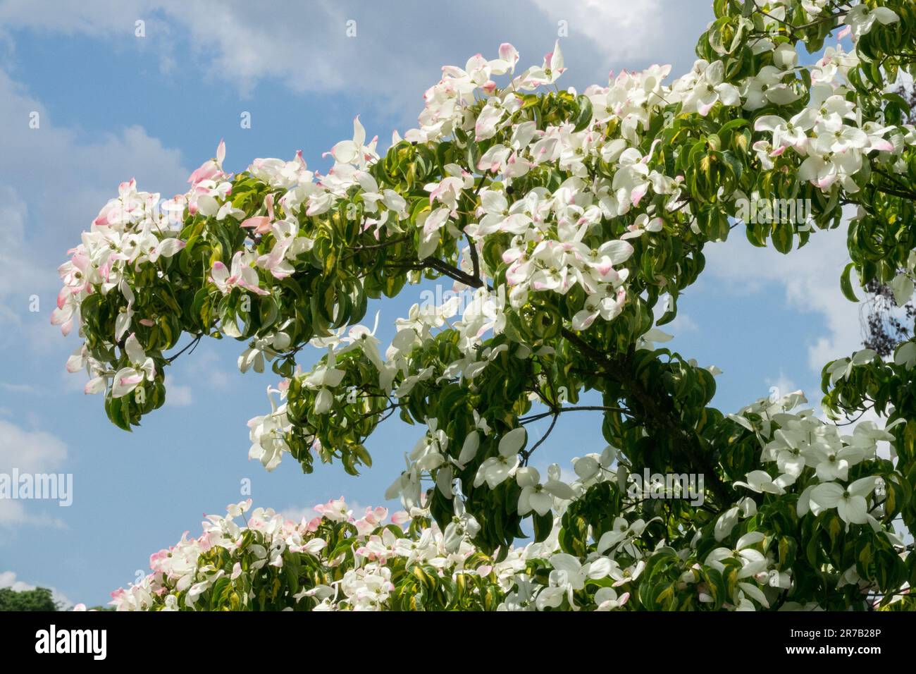 Cornus "Gold Star", Dogwood, Cornus kousa, Garden, Flowering, Shrub ...