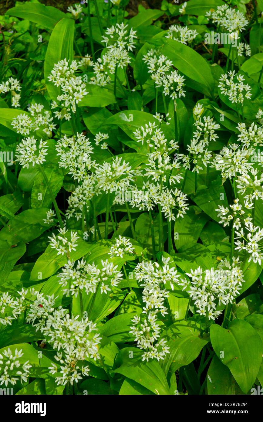 Allium ursinum, or wild garlic, wild cowleek, ramsons, buckrams, broad ...