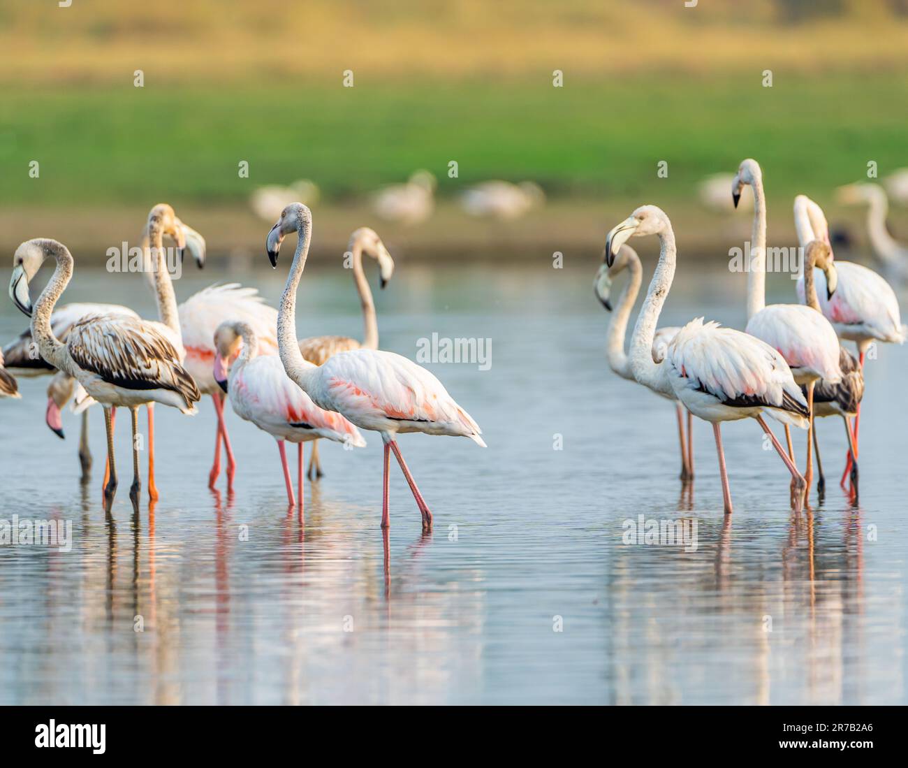 A line of pink flamingos standing in a row along the edge of a tranquil ...