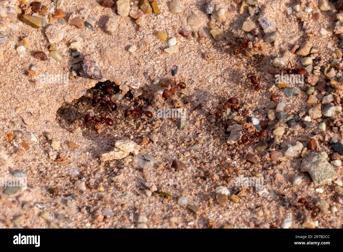 Western Harvester Ants, Pogonomyrmex occidentalis, around the opening ...