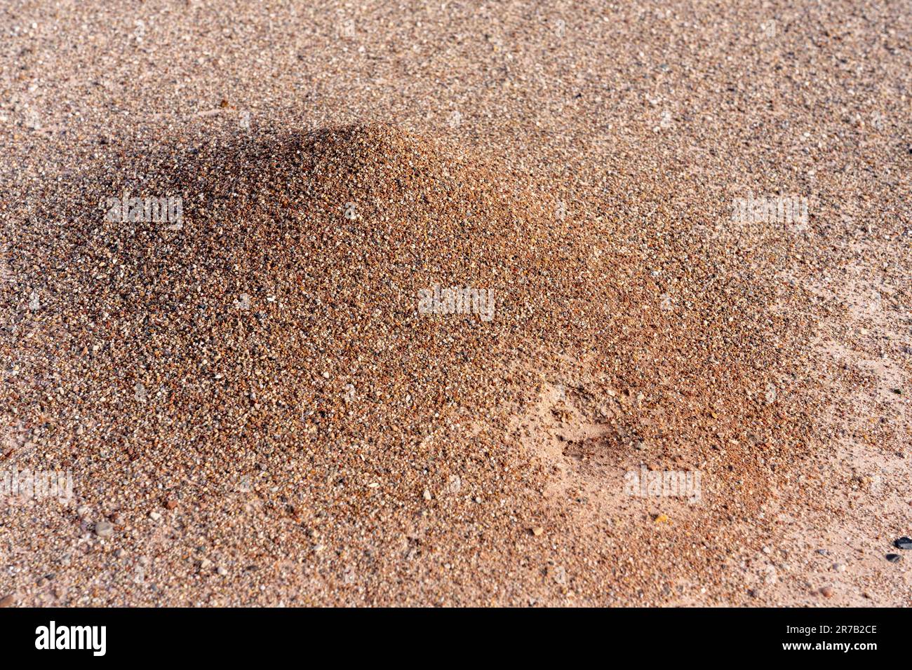 Harvester ant nest hi-res stock photography and images - Alamy