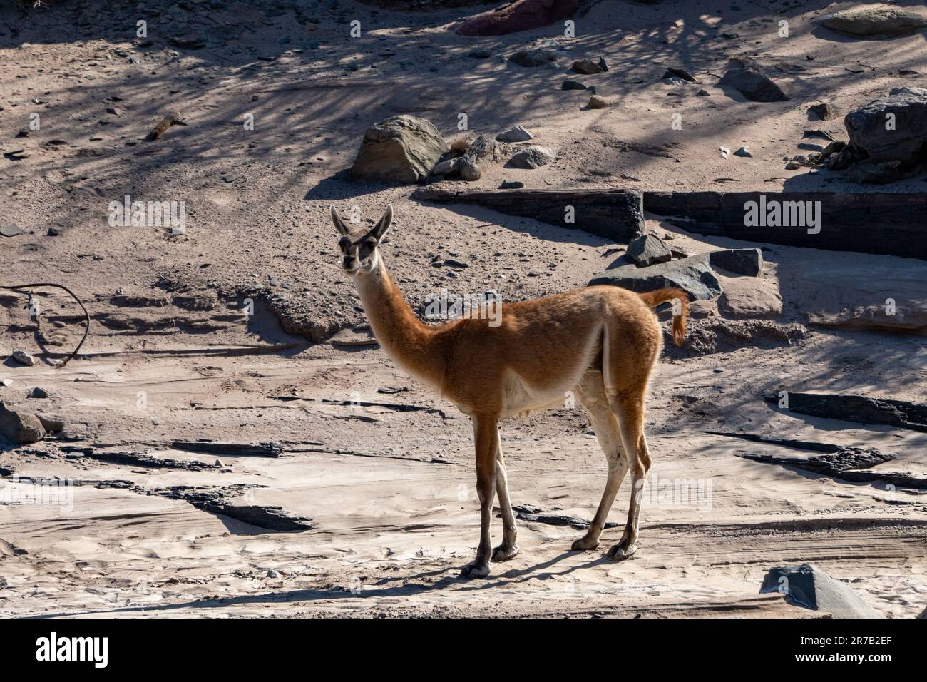 A guanaco, Lama guanicoe, in Ischigualasto Provincial Park, San Juan ...