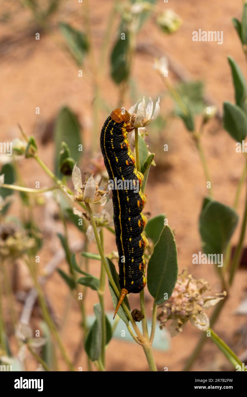 Caterpillar of a White-lined Sphinx Moth, Hyles lineata, feeding on a ...