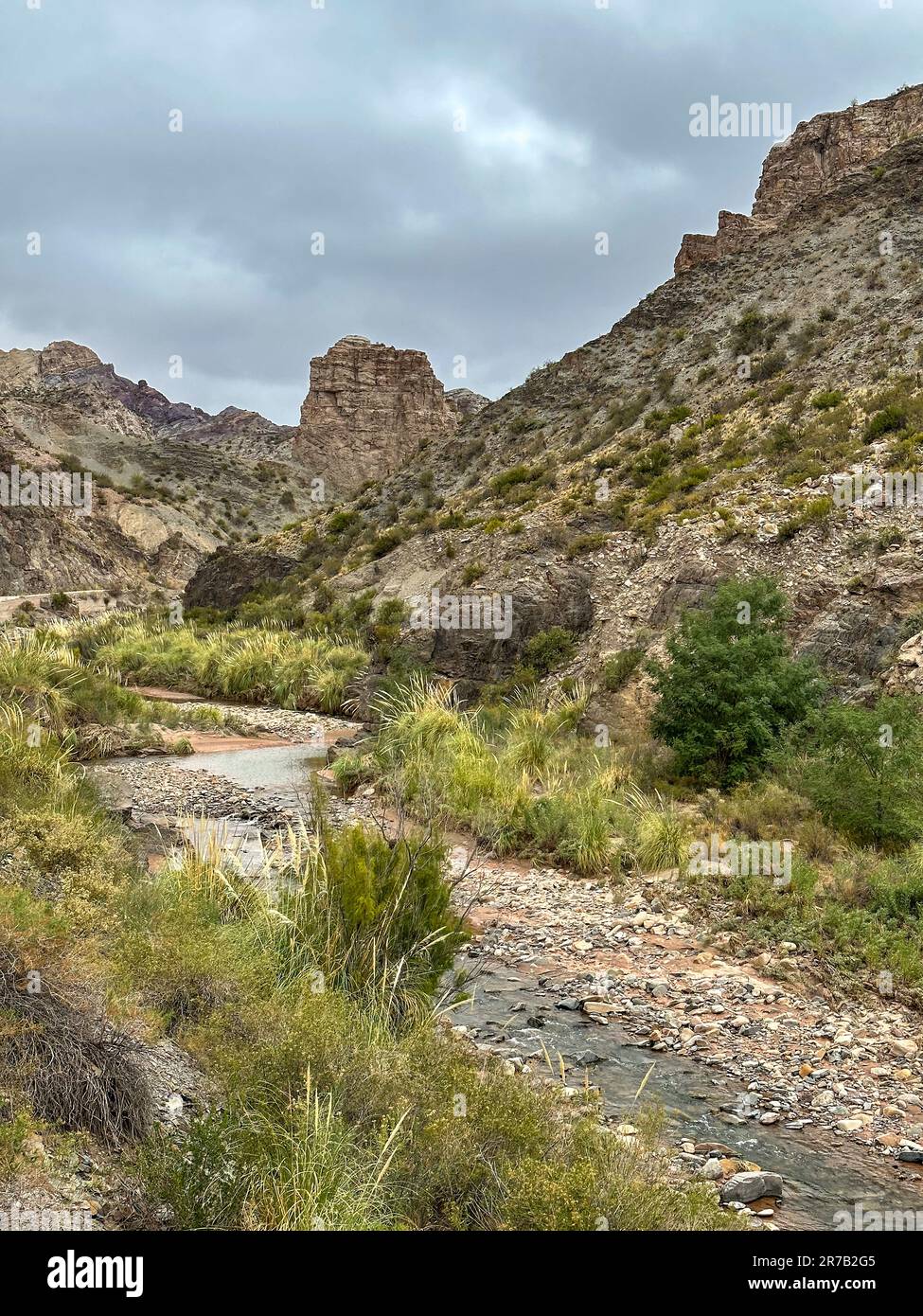 Pampas grass along the Atuel River in dry season in the Atuel Canyon ...