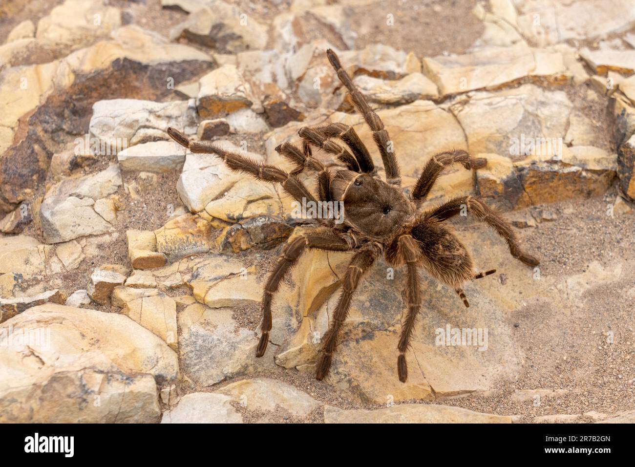 A wild tarantula, Grammostola inermis, in Atuel Canyon, San Rafael ...