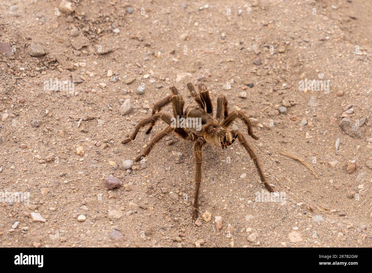 A wild tarantula, Grammostola inermis, in Atuel Canyon, San Rafael ...