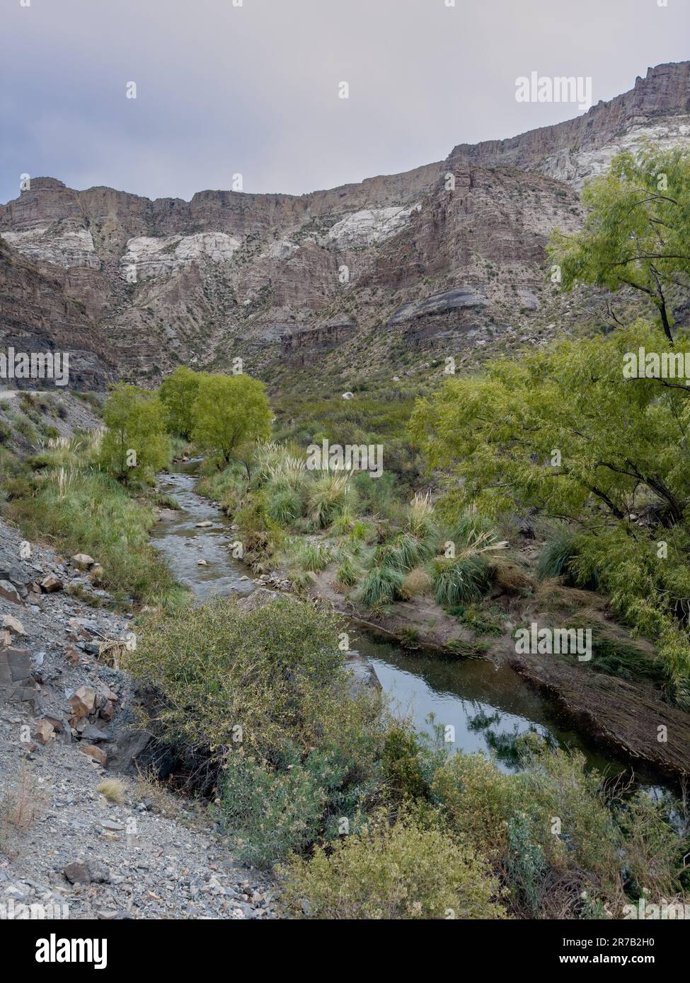 Riparian habitat along the Atuel River in dry season in the Atuel ...