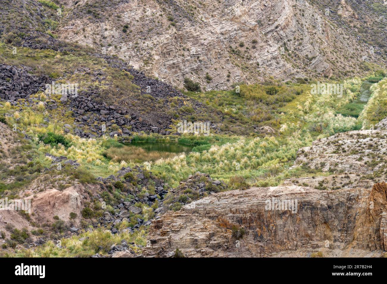 Fields of pampas grass in a field of volcanic basalt lava rock in Atuel ...