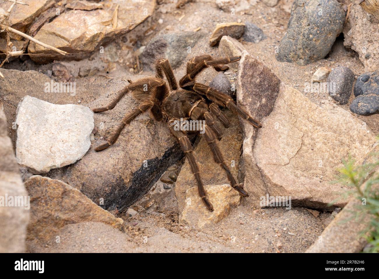 A wild tarantula, Grammostola inermis, in Atuel Canyon, San Rafael ...