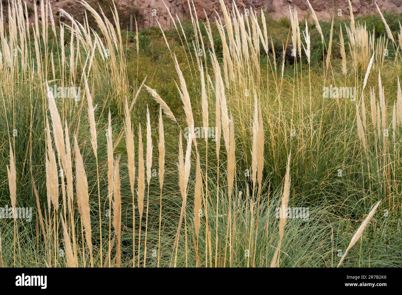 Pampas grass in the Atuel Canyon near San Rafael, Mendoza Province ...