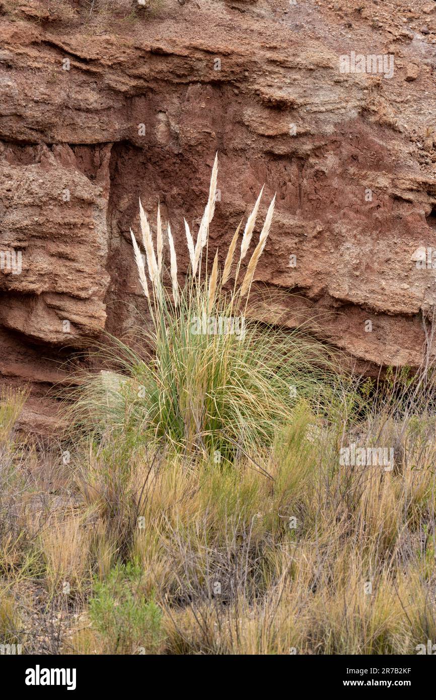 Pampas grass in the Atuel Canyon near San Rafael, Mendoza Province ...
