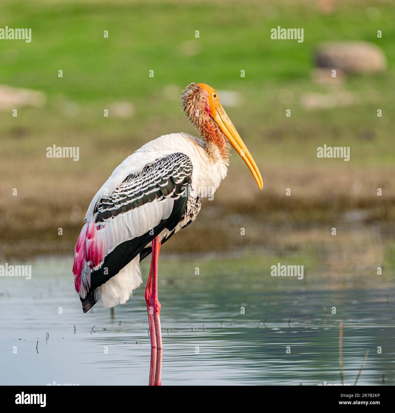 A majestic Painted Stork (Mycteria leucocephala) perched in shallow ...