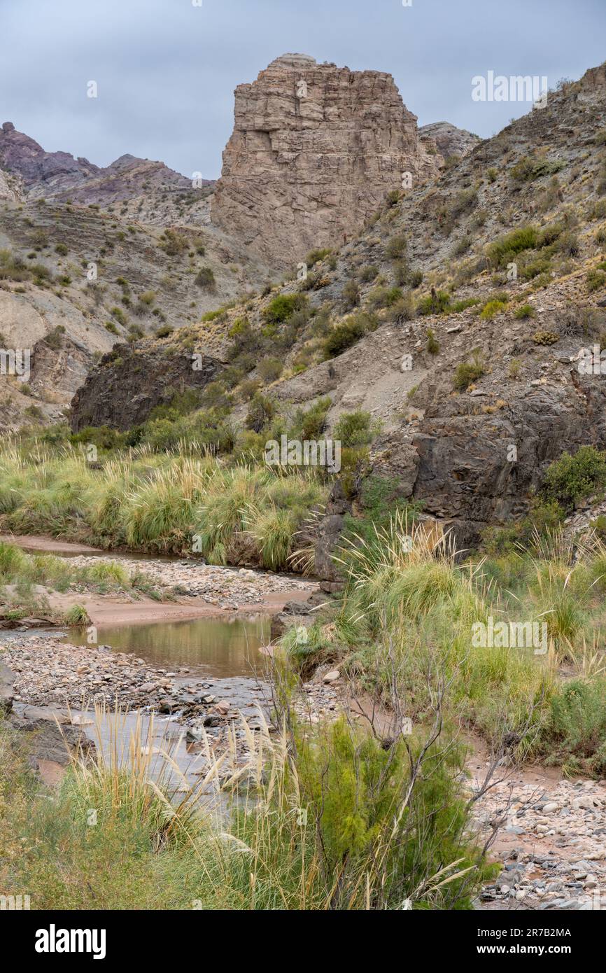 Pampas grass along the Atuel River in dry season in the Atuel Canyon ...