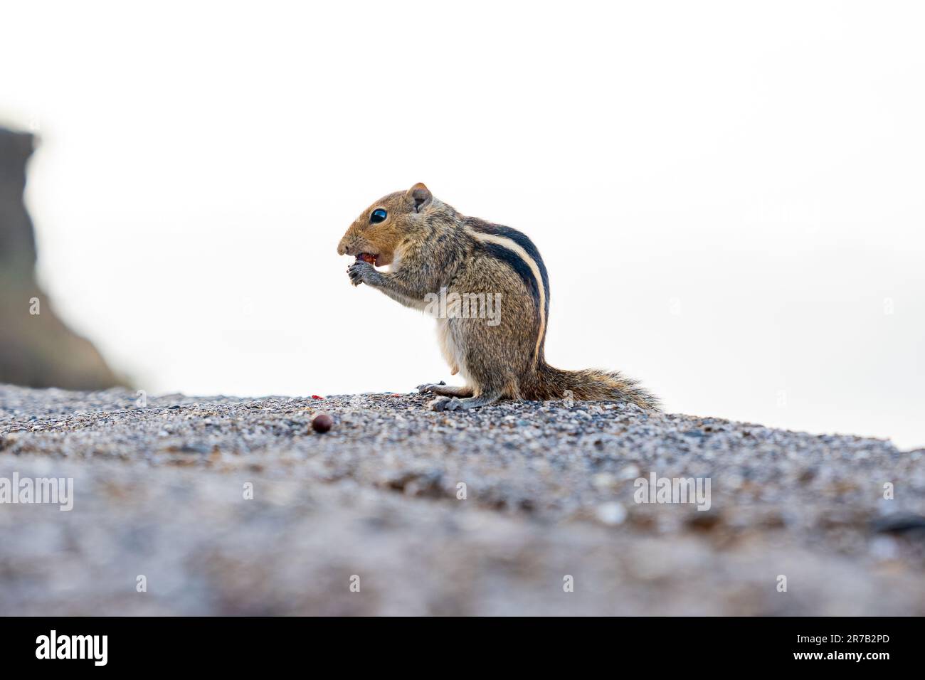 Chipper chipmunk hi-res stock photography and images - Alamy