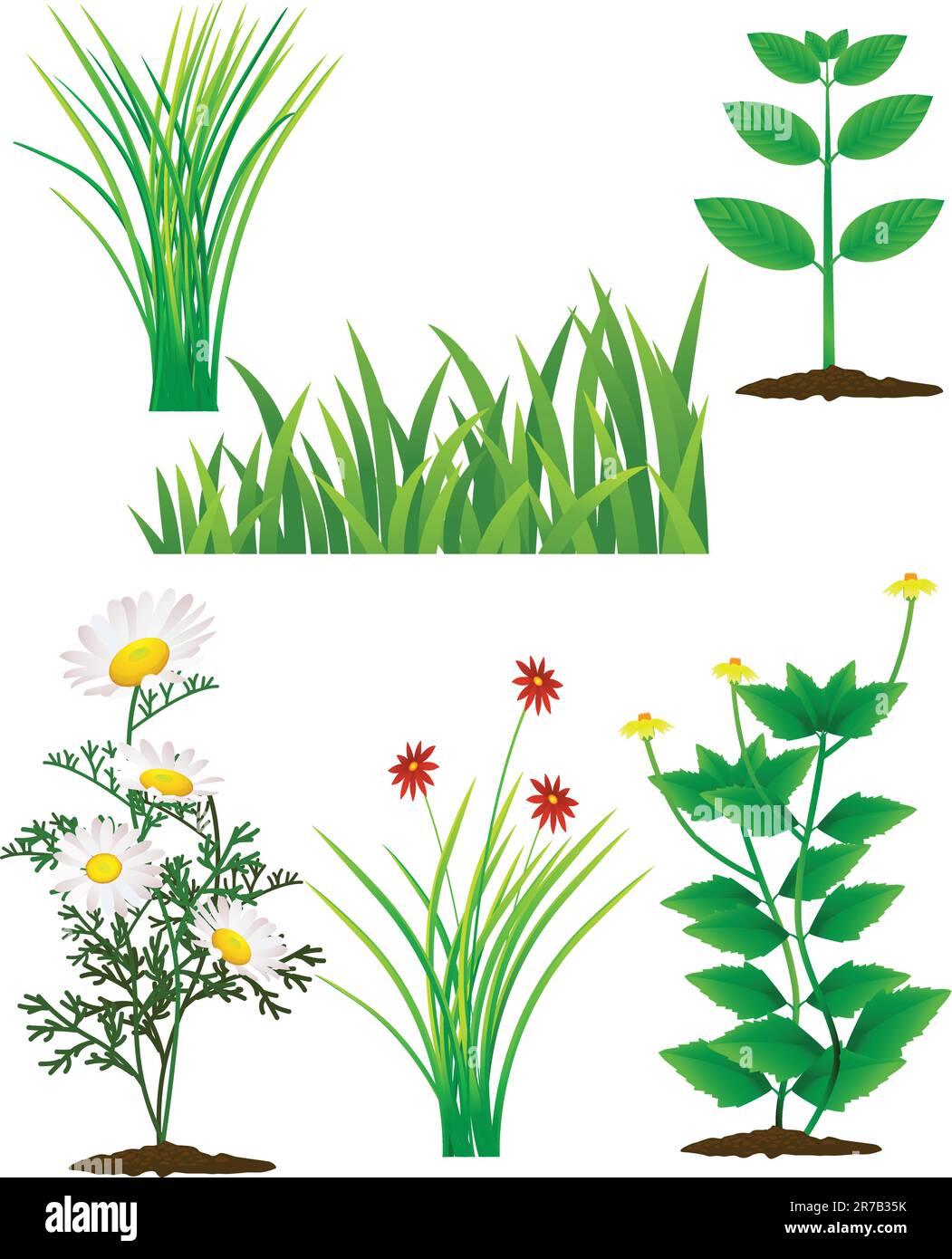 Vector illustration of grass collection Stock Vector Image & Art - Alamy