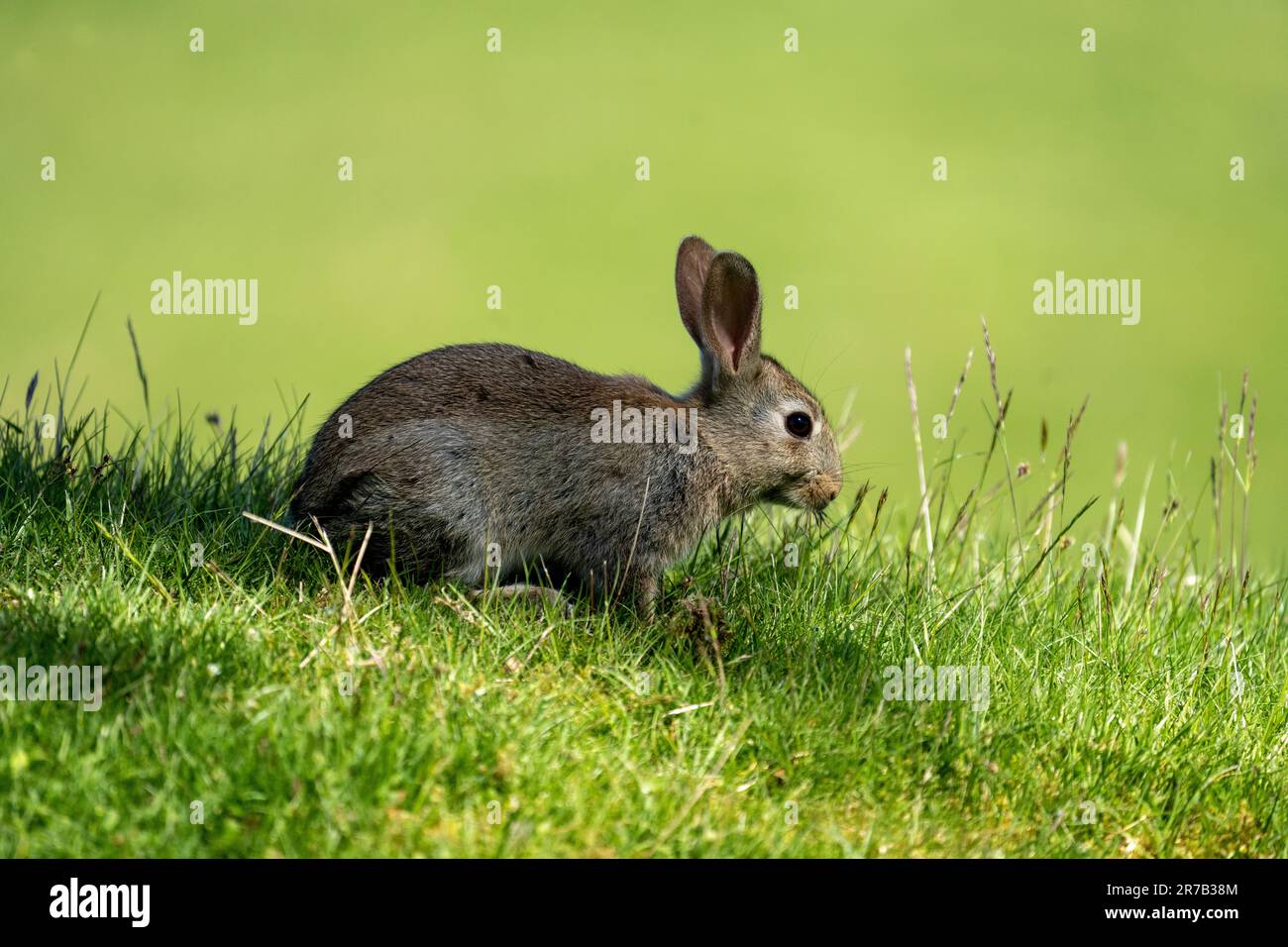 Wild common rabbit oryctolagus hi-res stock photography and images - Alamy