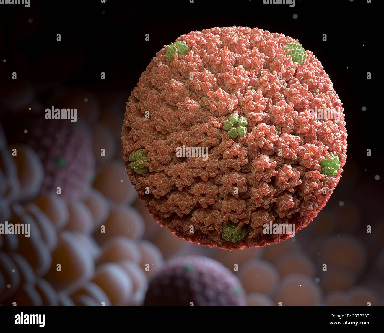 Human Herpes Virus, Viral infection. 3d illustration Stock Photo - Alamy