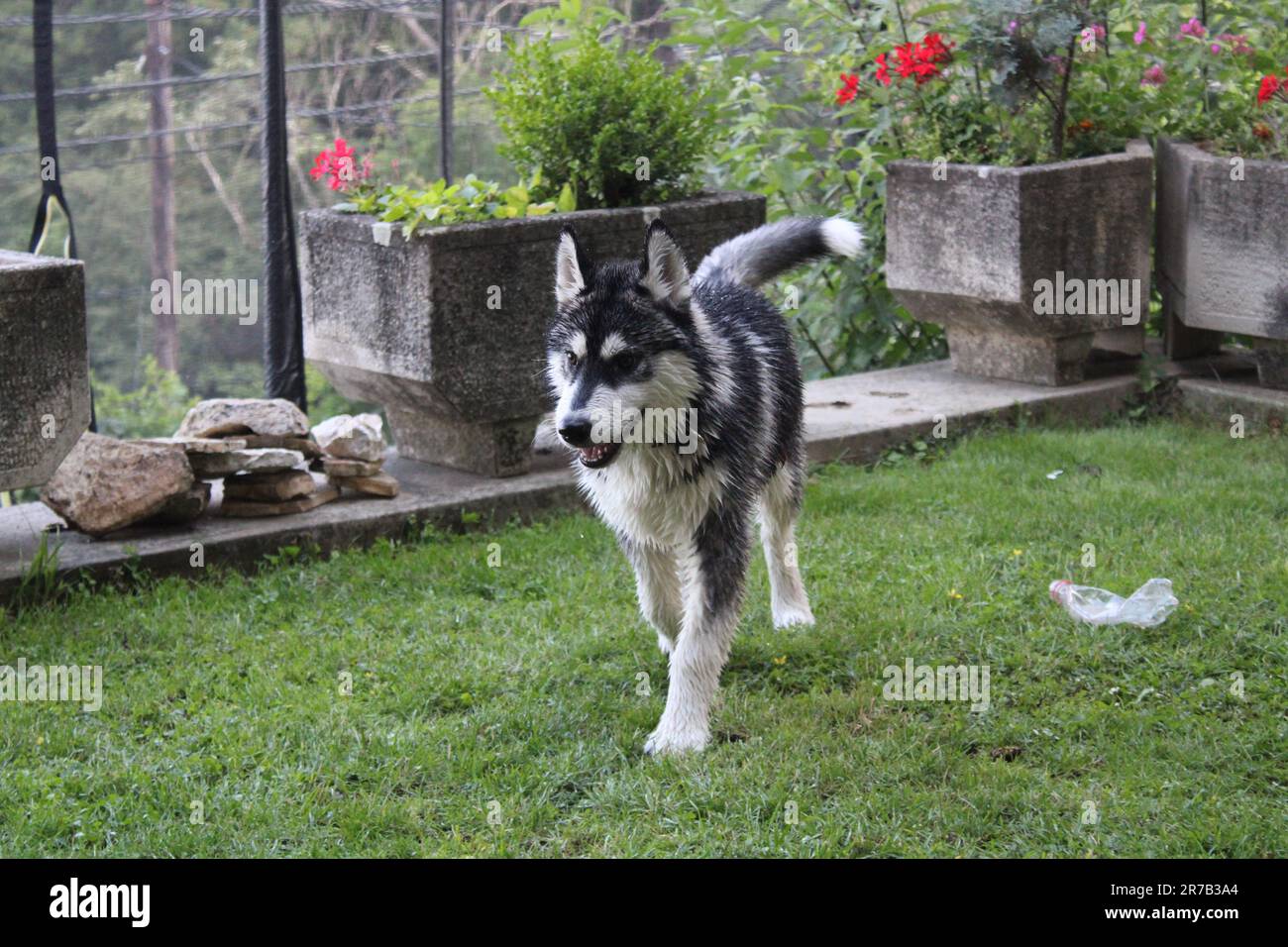 Husky playing in the backyard Stock Photo - Alamy